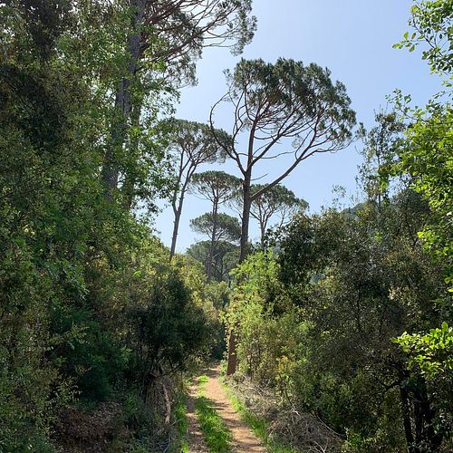 Arsoun: Oaks and Pine Trees | BAM By Agenda Culturel