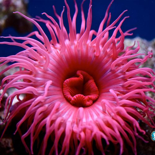 Wonders of the Sea | BAM By Agenda Culturel